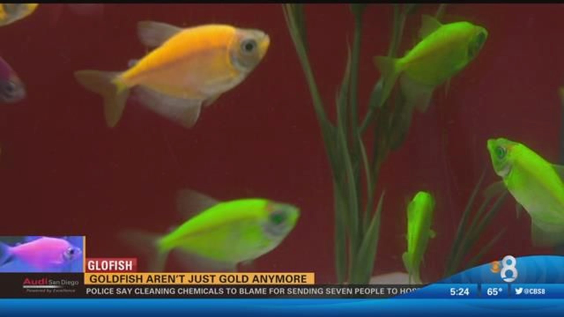 Glofish: Goldfish no longer gold | cbs8.com