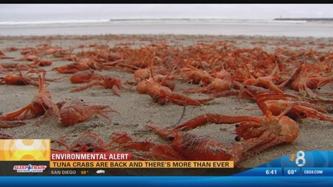 Tuna crabs wash ashore by the thousands | cbs8.com