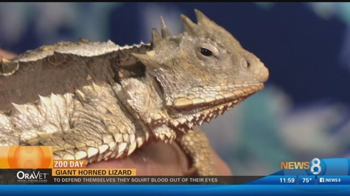 Zoo Day: Giant Horned Lizard | cbs8.com