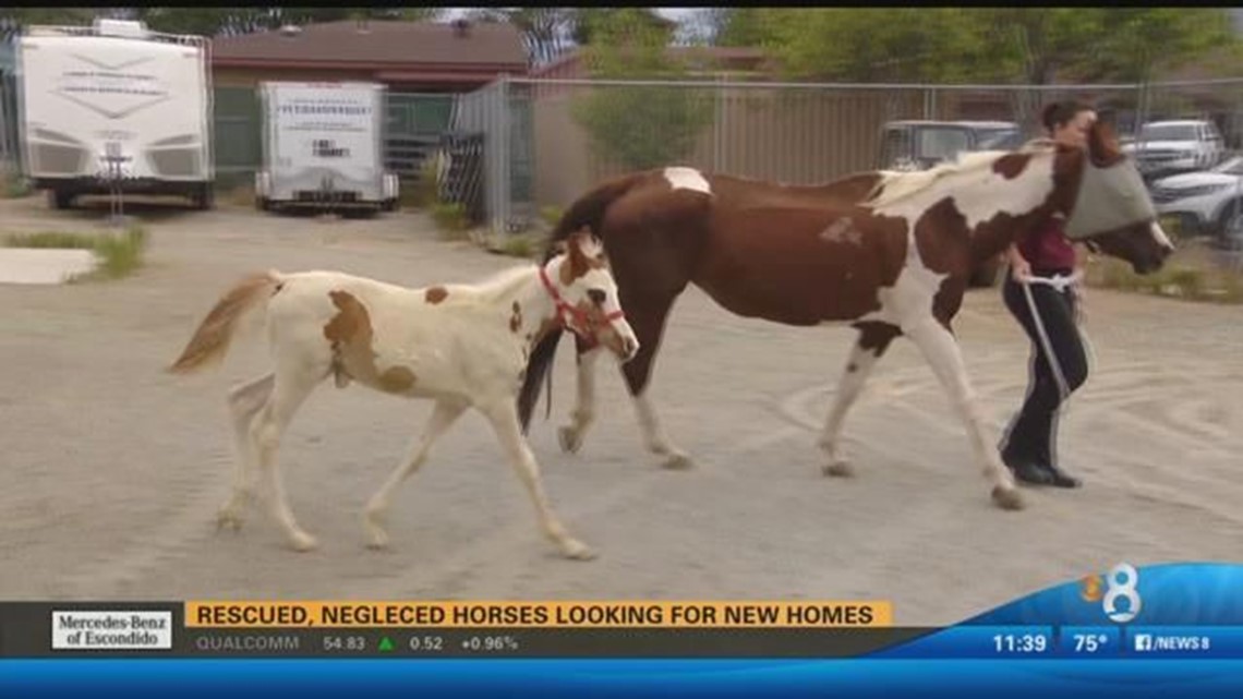 Rescued, neglected horses looking for new homes | cbs8.com