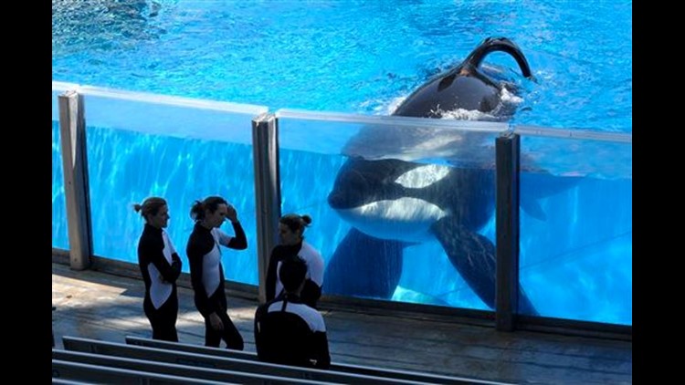SeaWorld CEO suddenly out as theme park attendance wanes | cbs8.com