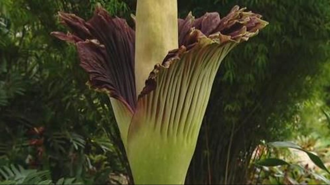 Pungent 'Corpse Flower' blooms | cbs8.com