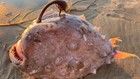 Rare deep sea fish found on San Diego beach | cbs8.com