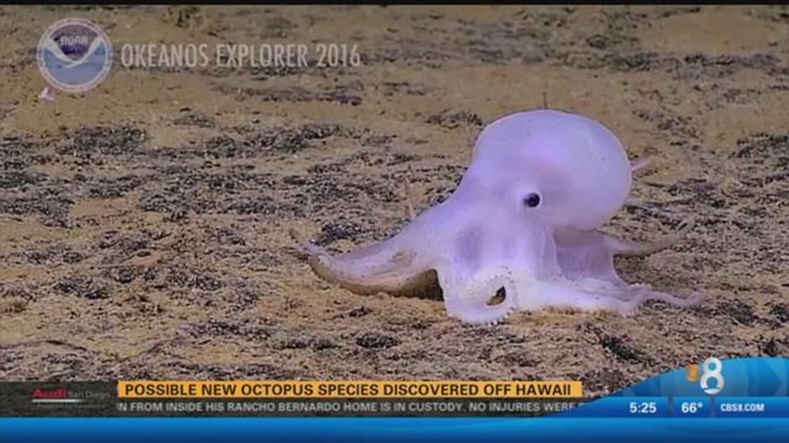 Possible new octopus species discovered off Hawaii | cbs8.com