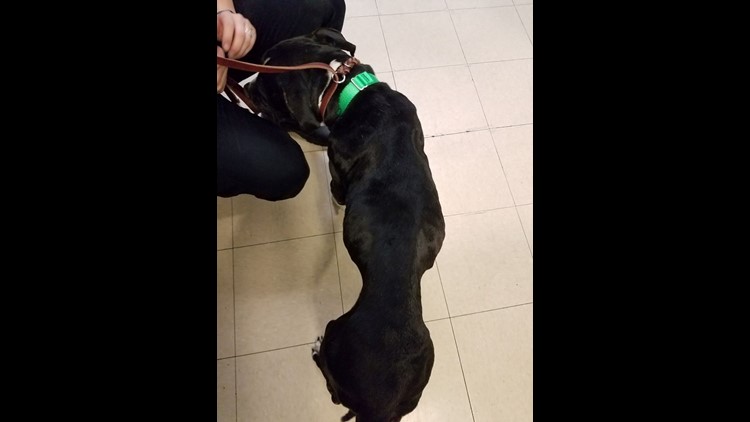 Kapon is a resilient dog looking for a new loving family | cbs8.com