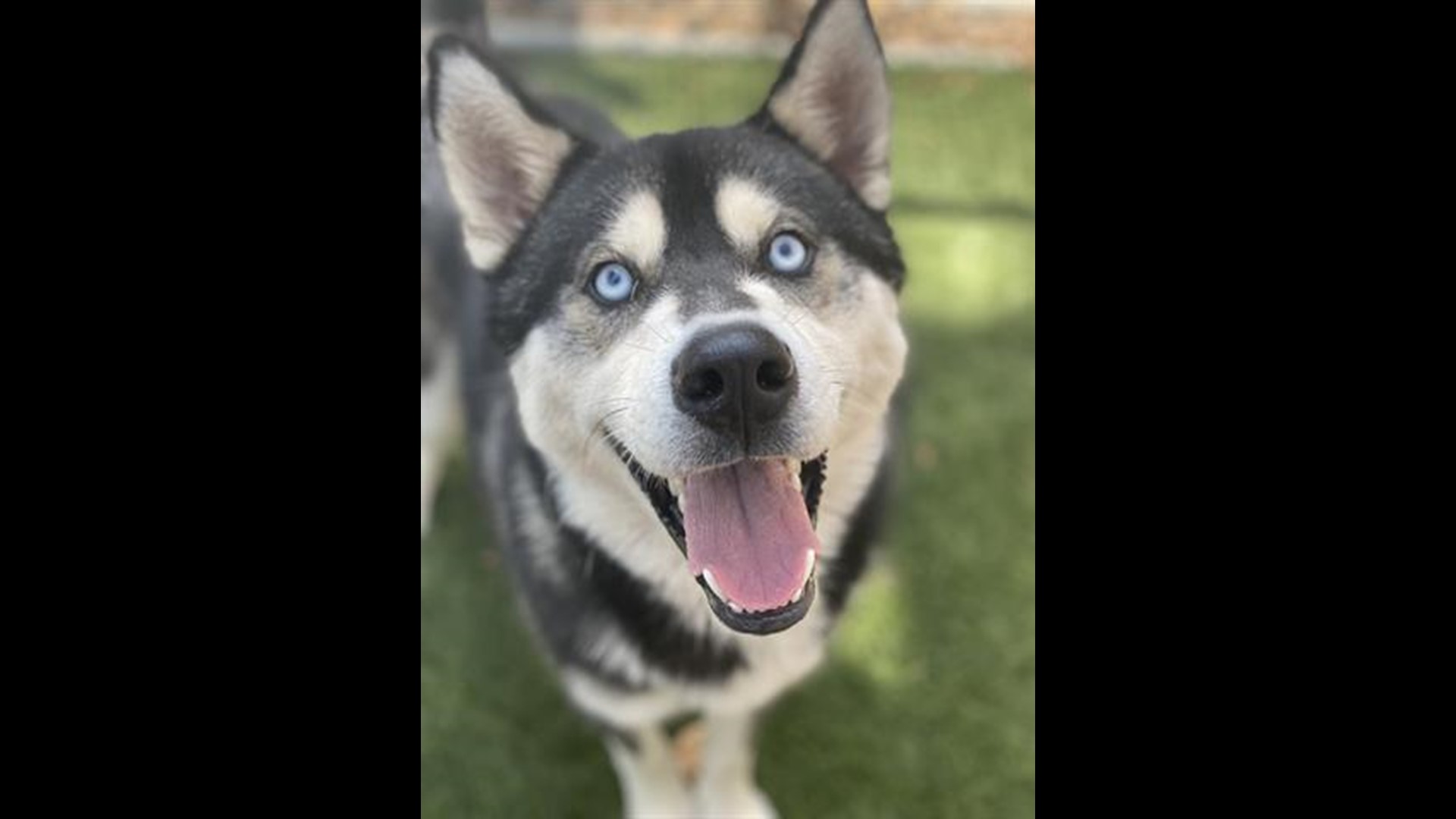 Dozens of huskies up for adoption at Chula Vista Animal Facility | cbs8.com