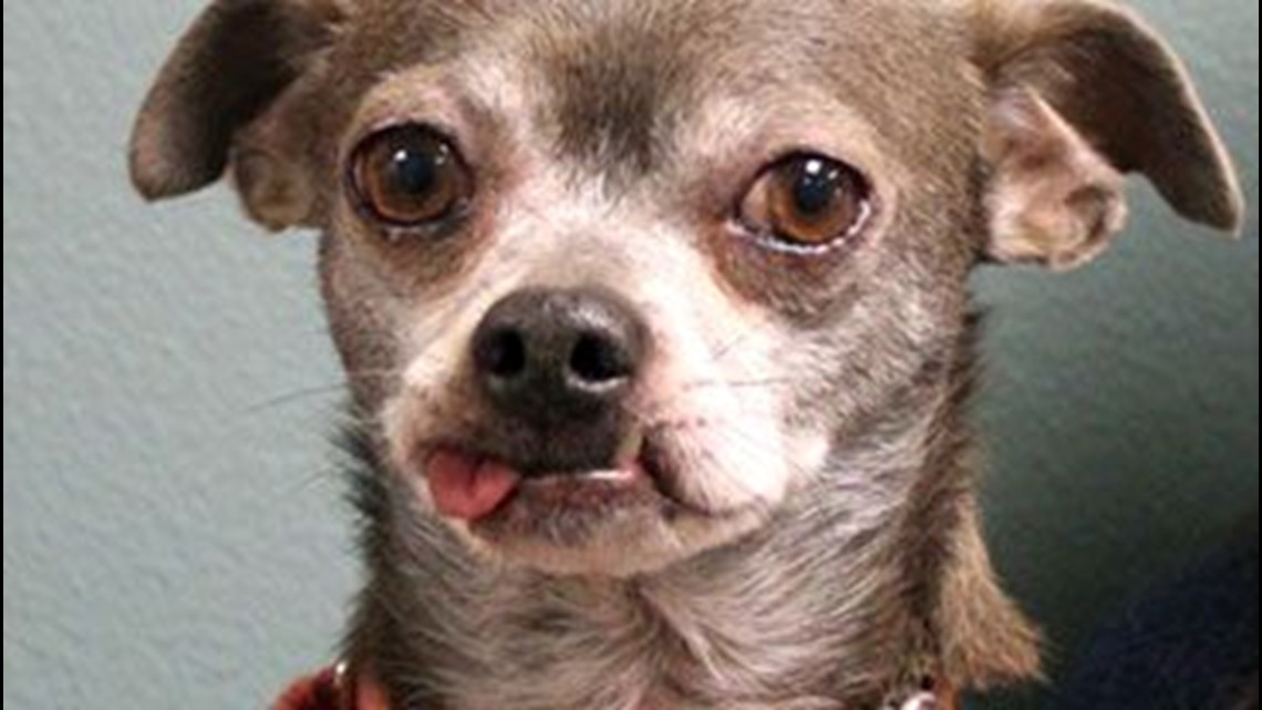 Mr. Beasley: Looking for new forever family | cbs8.com