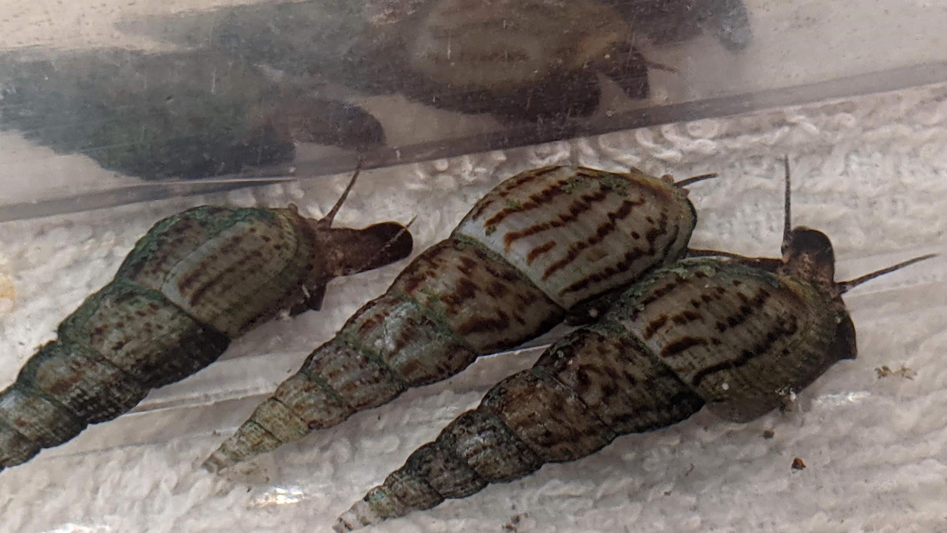 Parasitic zombie snails found at Lake Murray | cbs8.com