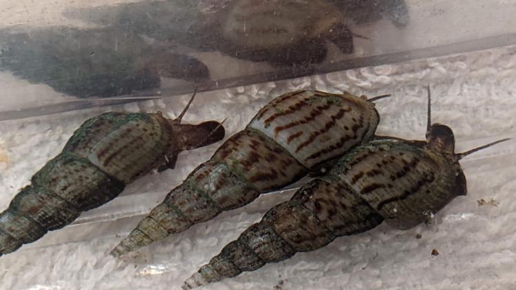 Parasitic zombie snails found at Lake Murray | cbs8.com