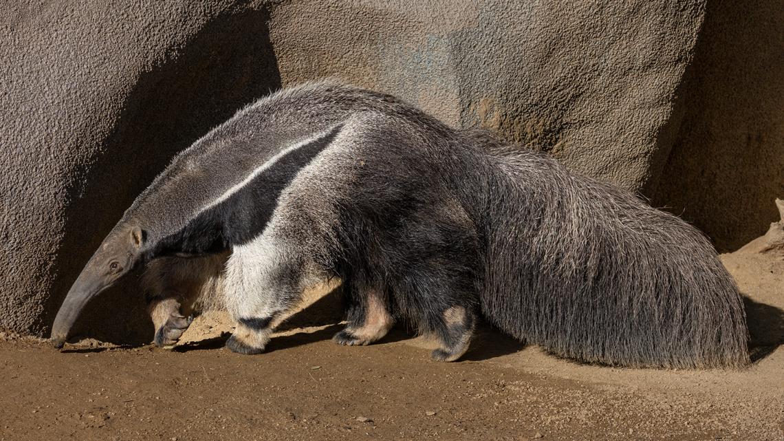 San Diego Zoo welcomes 12-year-old giant anteater, Laura Garcia | cbs8.com