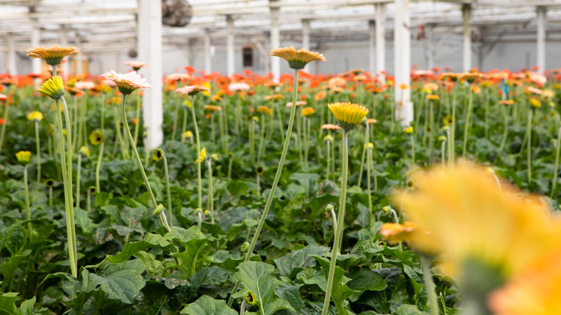Hemp farms in San Diego County boom | cbs8.com