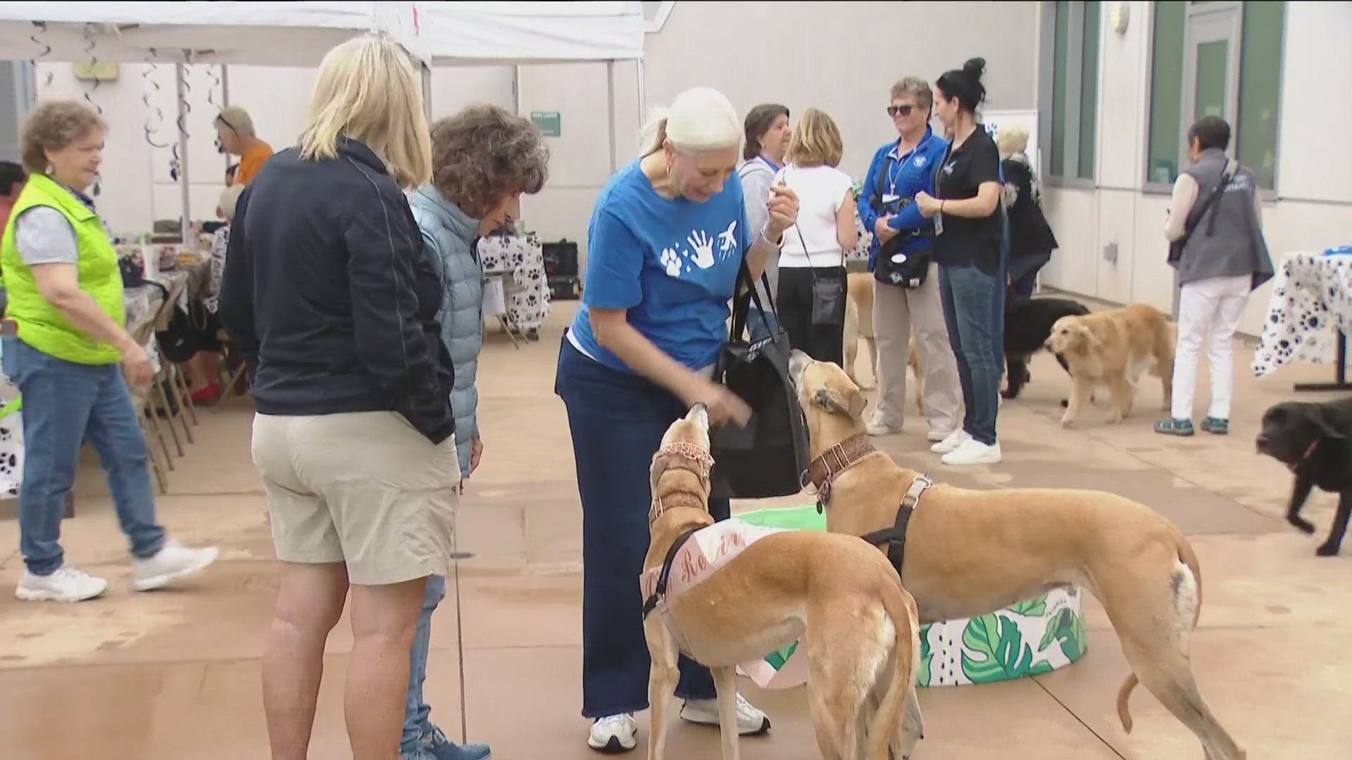 Airport therapy dogs are thrown a surprise party to thank them for ...