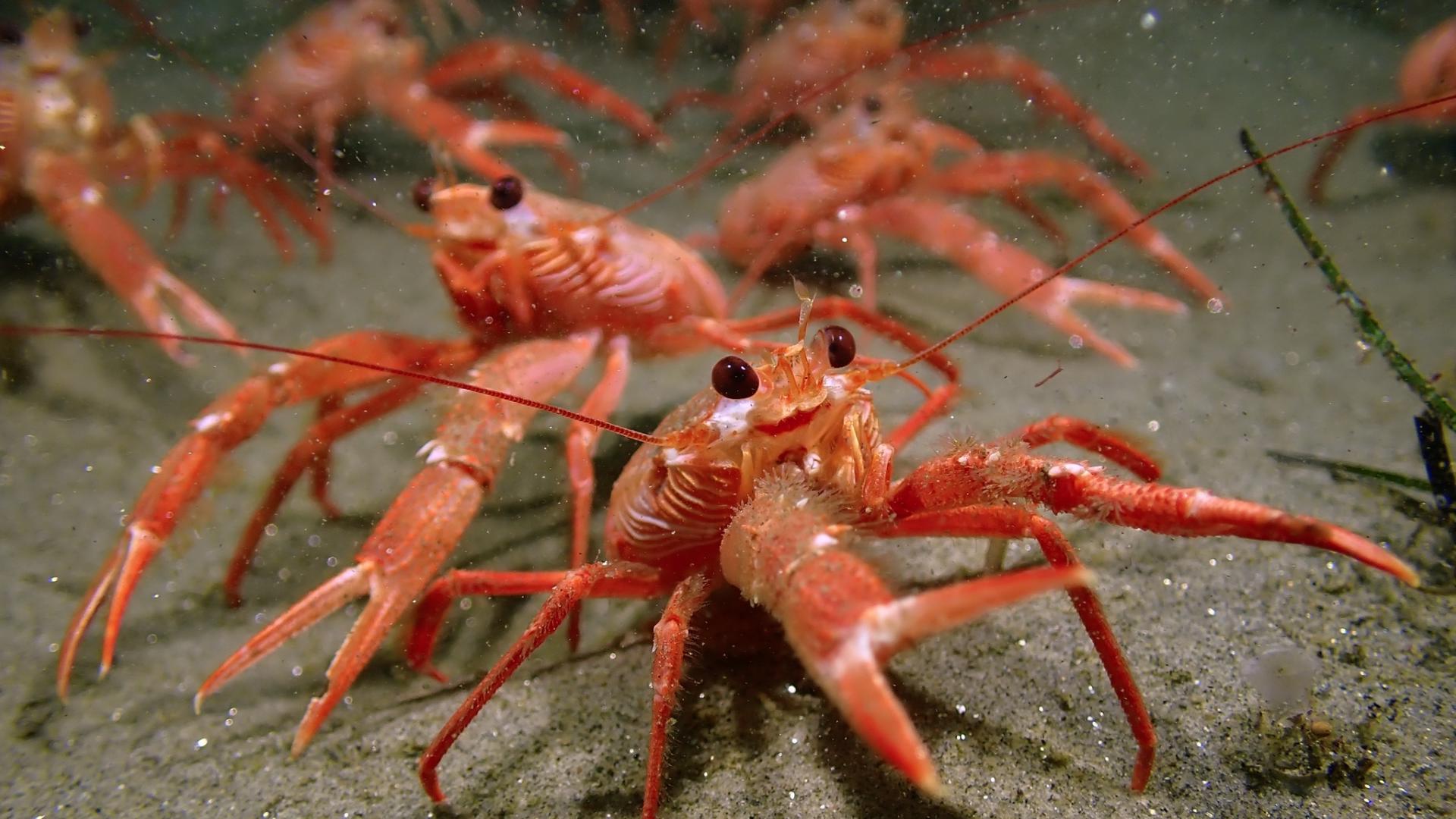What are tuna crabs and why are they in San Diego waters? | cbs8.com