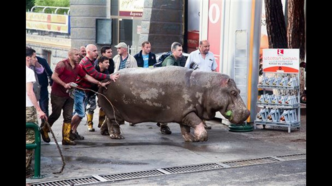 Zoo animals escape amid flooding in former Soviet republic | cbs8.com