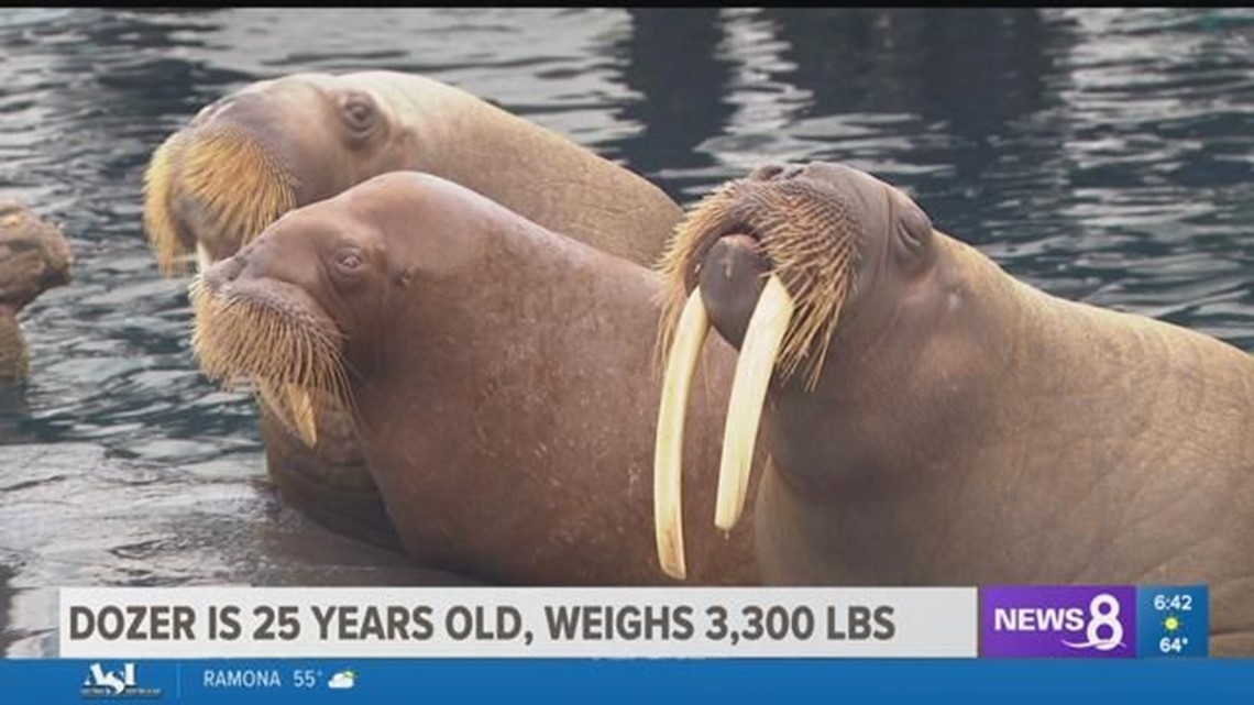 SeaWorld ready for Walrus Awareness Week | cbs8.com