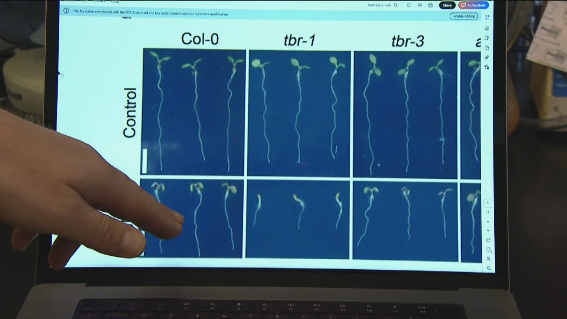 Gene protects plants from zinc toxicitiy | cbs8.com