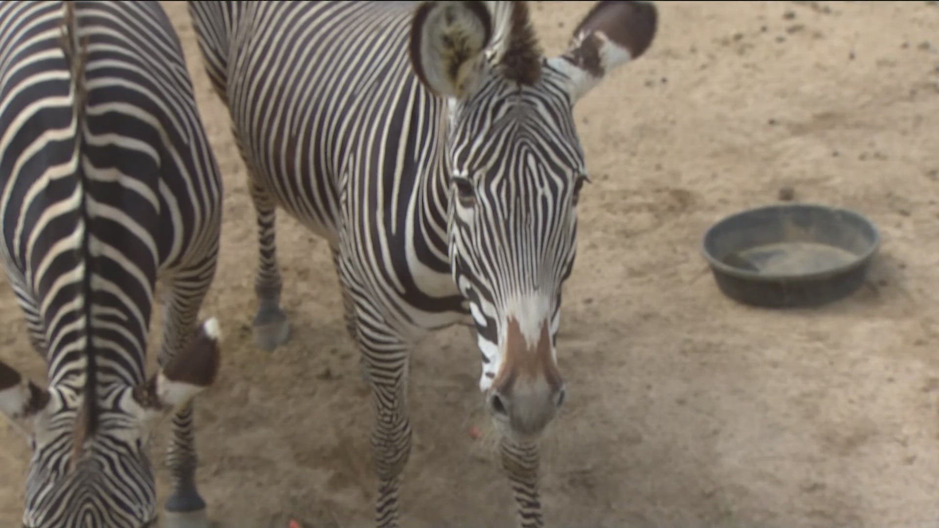 Zoo Day | Meet the zebra | cbs8.com