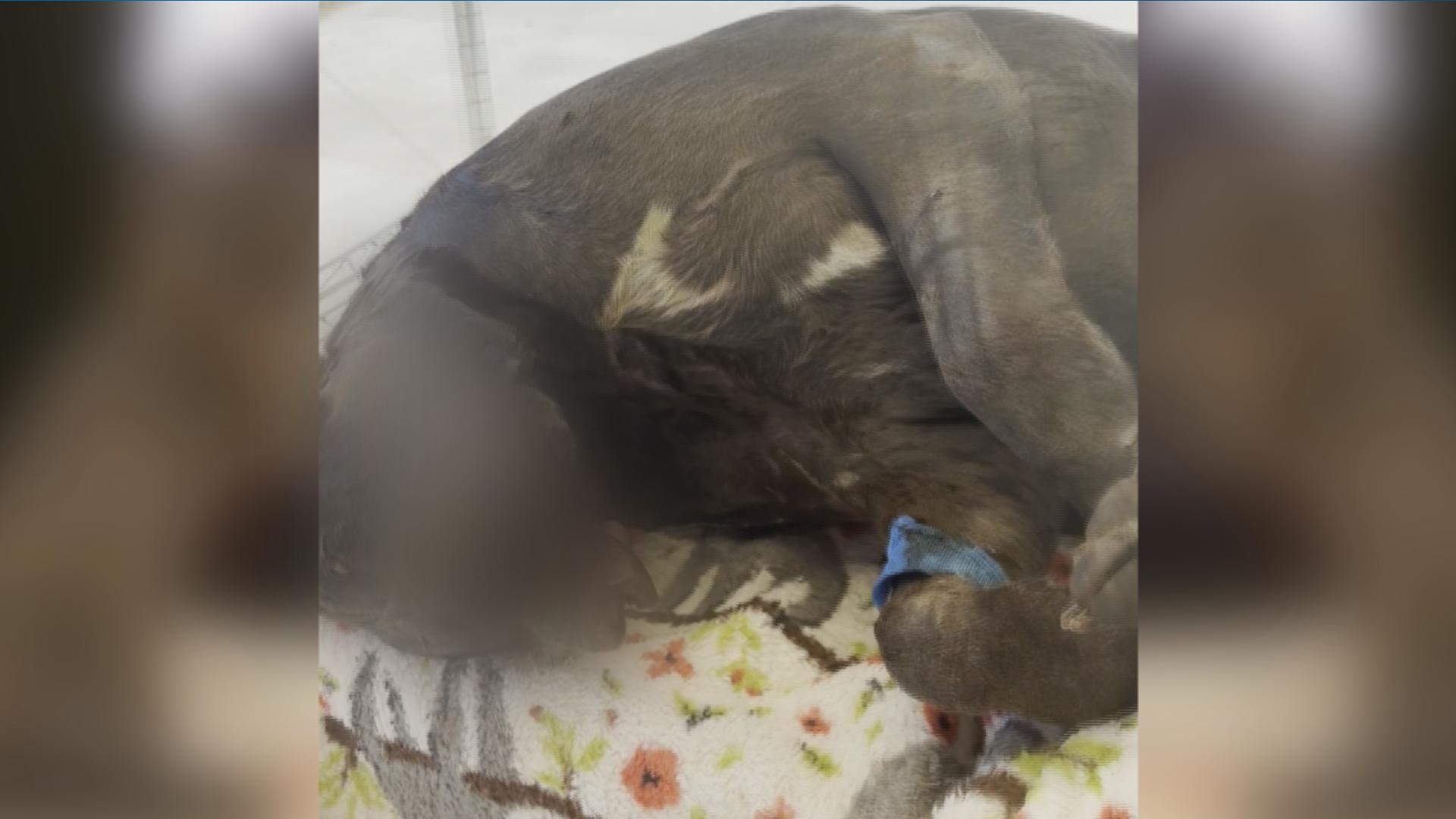 San Marcos pet cremation business under investigation for possible ...