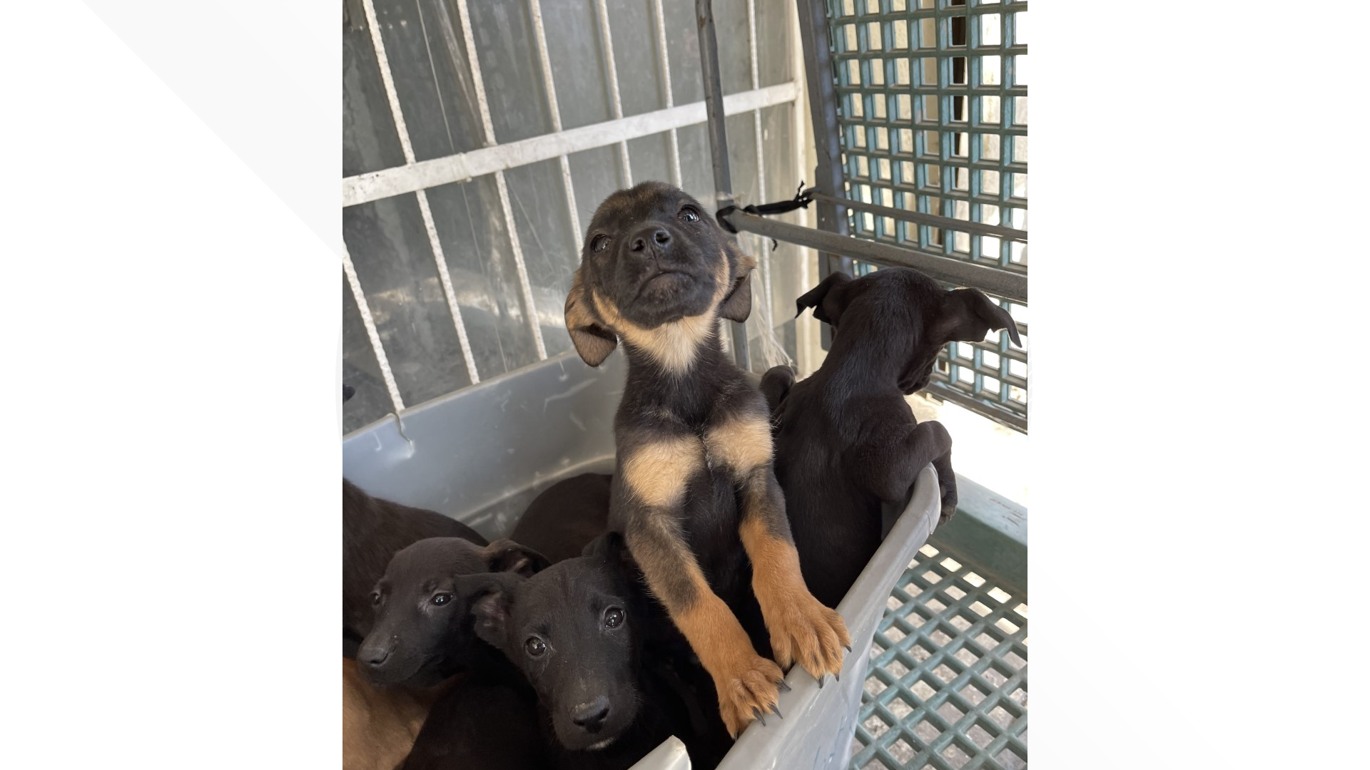 San Diego man rescuing stray dogs from streets of Tijuana | cbs8.com
