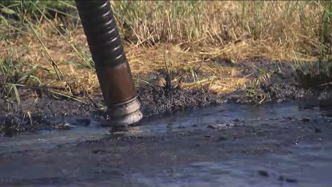 San Diego County reopens Dog Beach in Ocean Beach following sewage ...