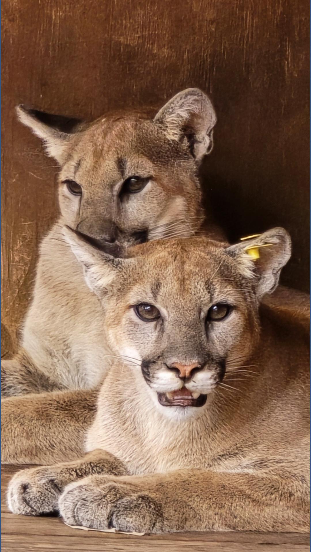 Mountain lion cubs rehabilitated in Ramona, released into wild | cbs8.com