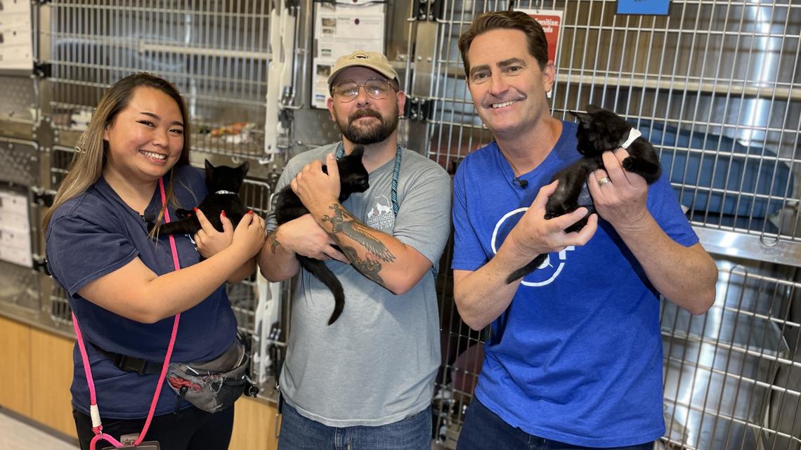 Rancho Coastal rescues cats, dogs from overcrowded shelter | cbs8.com