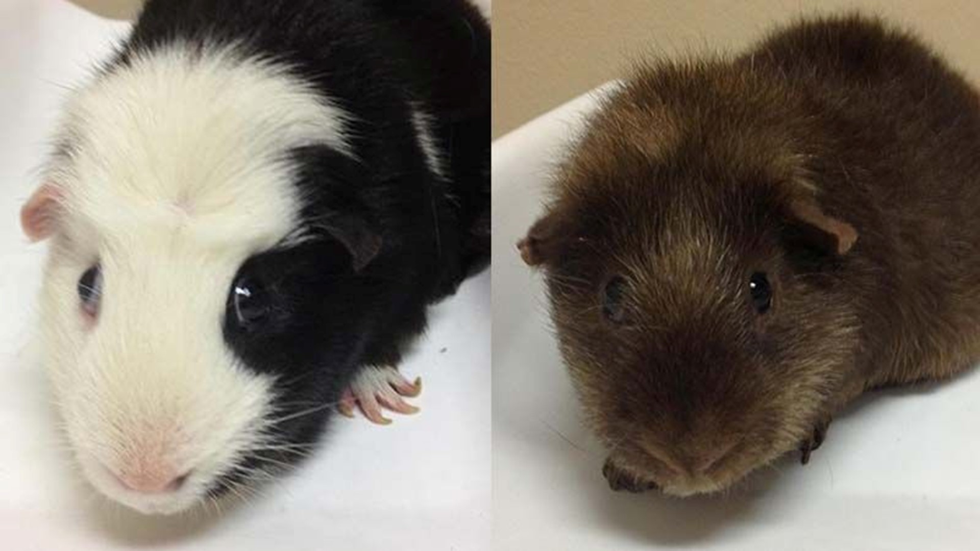 Lenny and Squiggy: Cute guinea pig pair | cbs8.com