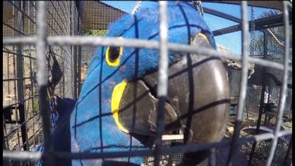 Exotic Bird Rescue: Working together to help birds of a feather | cbs8.com