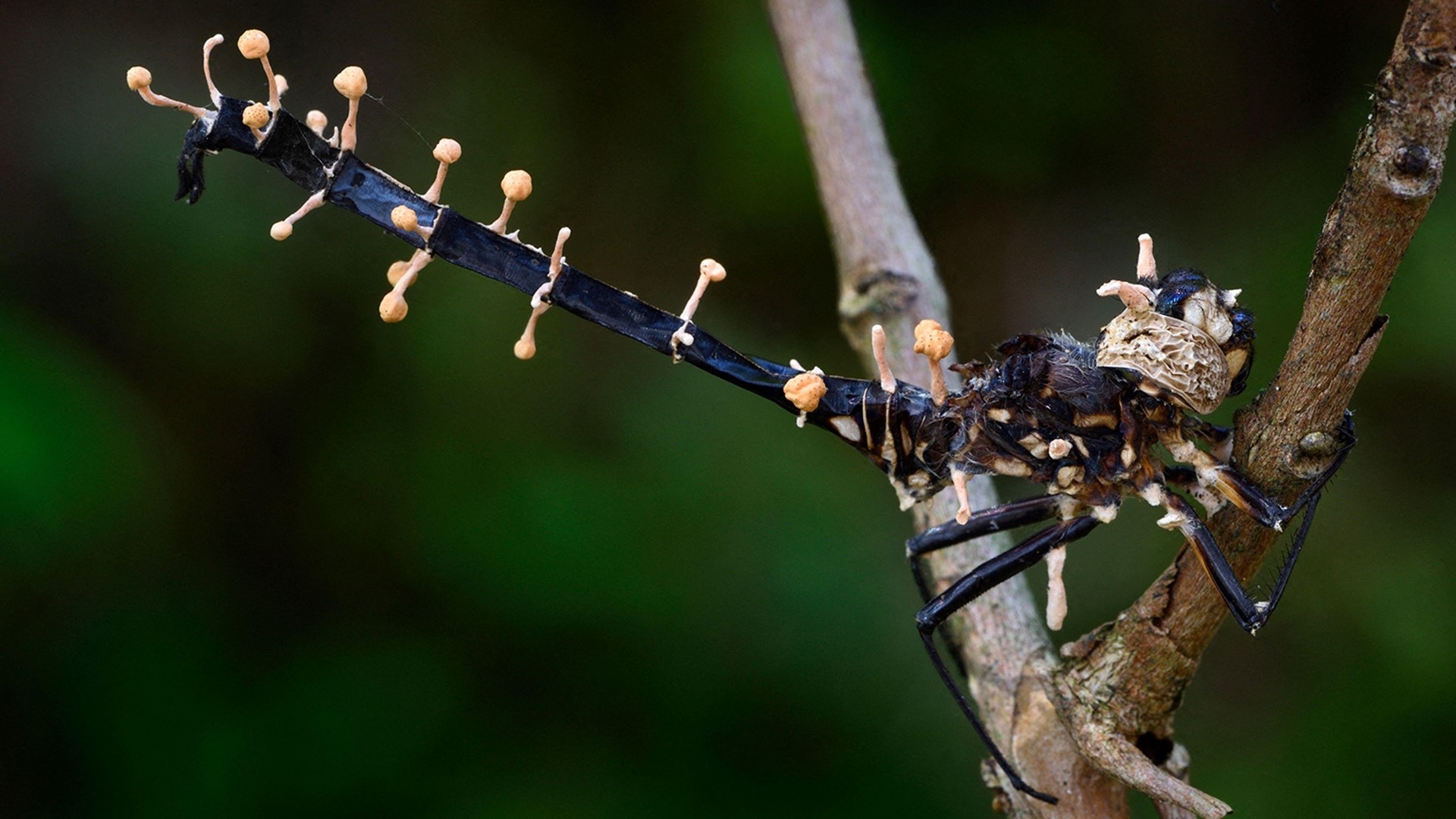 Is the Cordyceps fungus in 'The Last of Us' a threat to humans? | cbs8.com