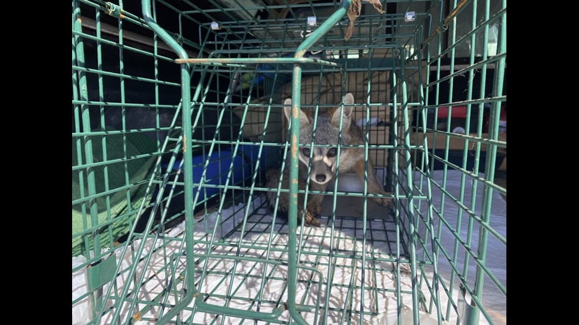 More fox sightings in San Diego | cbs8.com