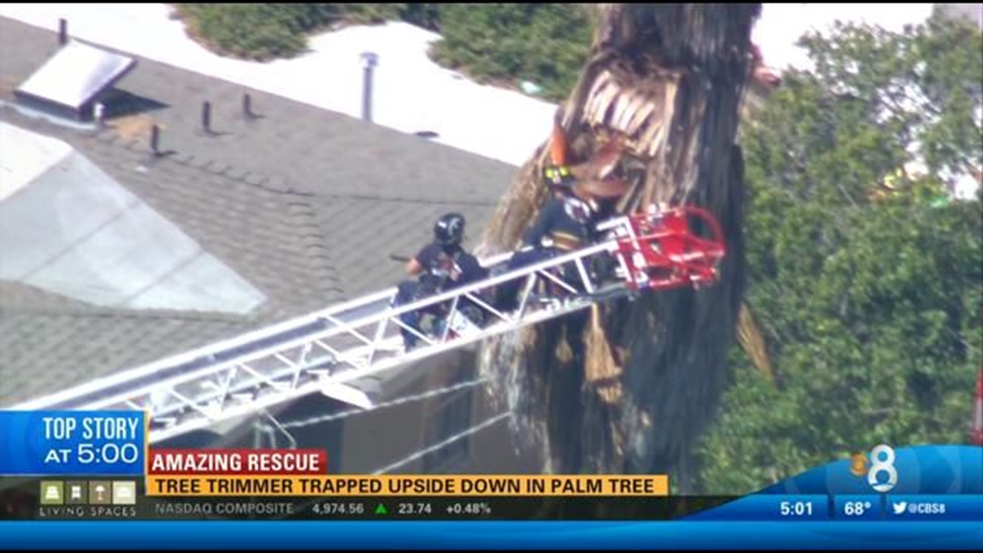 Tree trimmer trapped upside down in palm tree | cbs8.com