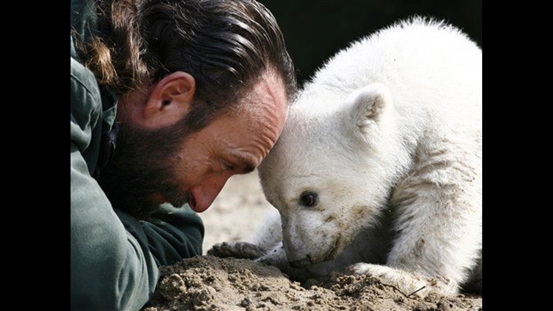 Berlin zoo: Beloved polar bear Knut has died | cbs8.com