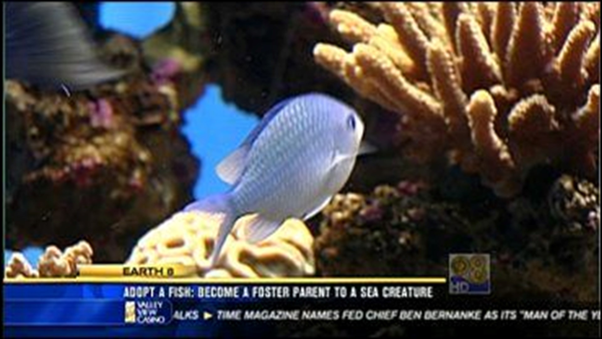 Adopt-a-fish: Become a foster parent to a sea creature | cbs8.com