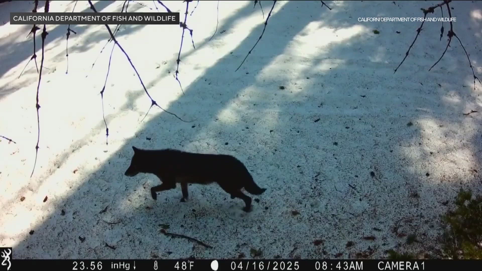 Local expert weighs in after gray wolf spotted in Los Angeles County ...