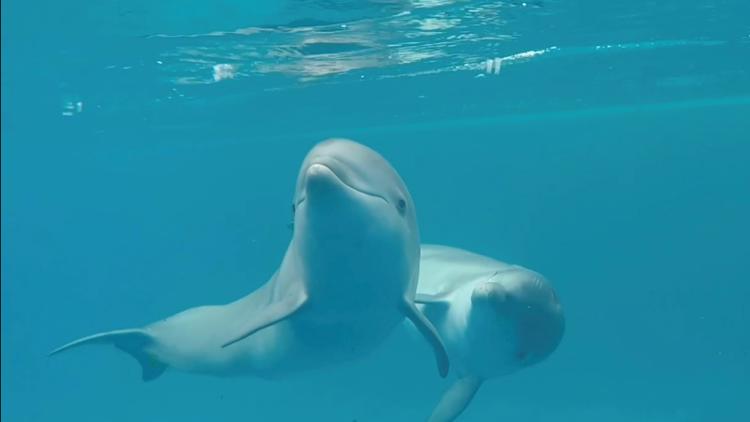 SeaWorld San Diego welcomes dolphin calves Jupiter and Phin | cbs8.com