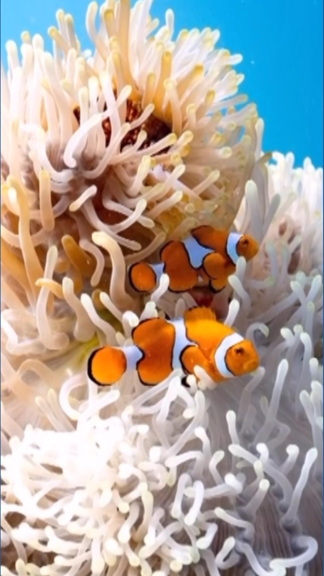 Clownfish adapt to warming oceans by shrinking | cbs8.com