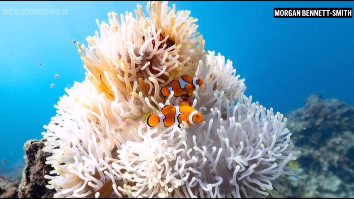 Clownfish adapt to warming oceans by shrinking | cbs8.com