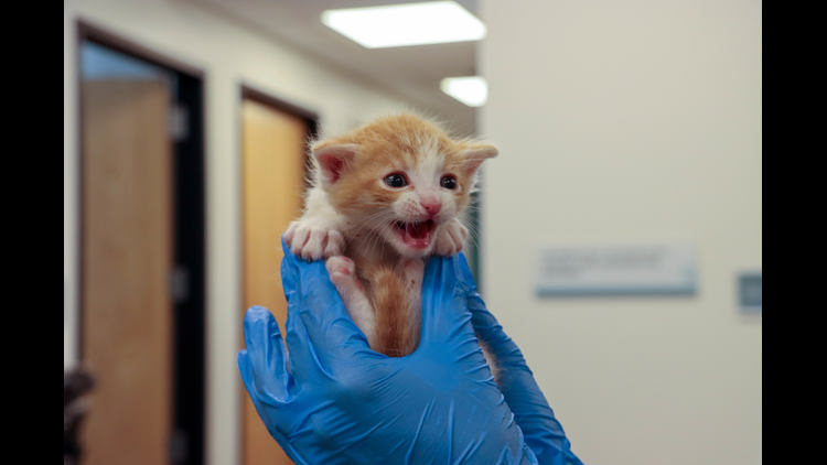 kittens rescued, kittens recovering, riverside kittens found | cbs8.com