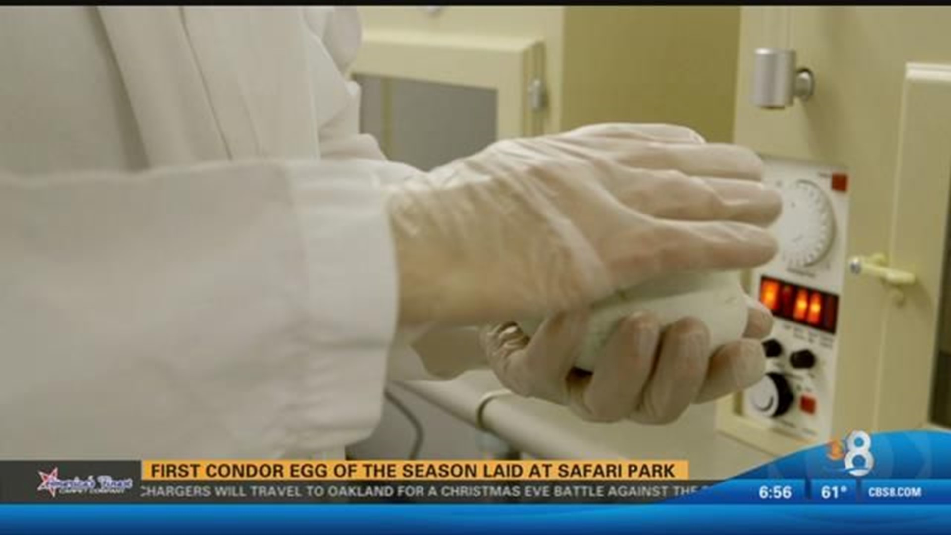 First condor egg of the season laid at the Safari Park | cbs8.com