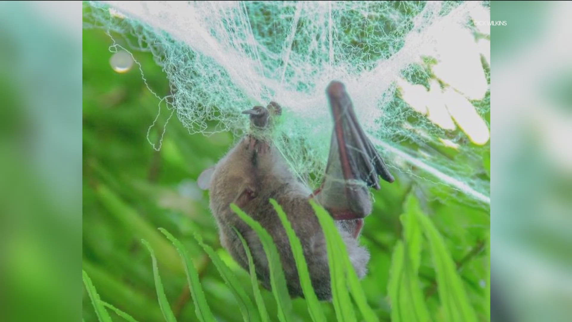 Fake webs pose risks to wildlife, experts say | cbs8.com