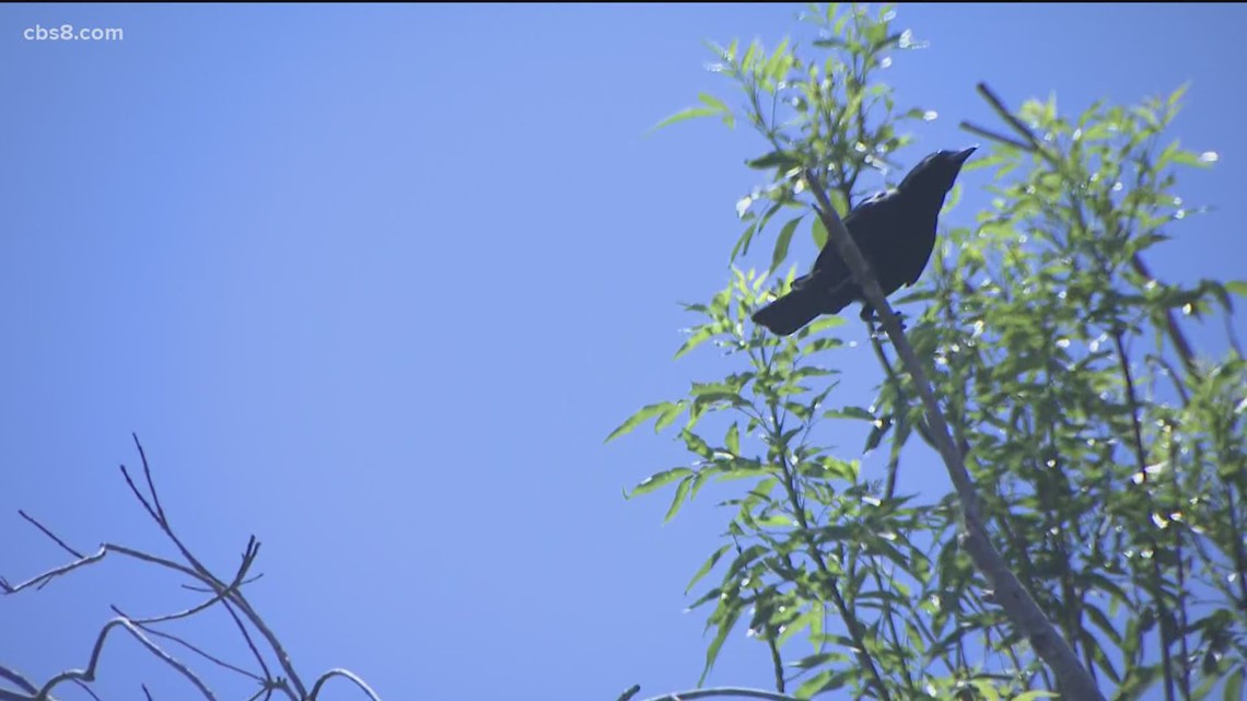 Earth 8: Expanding crow population in San Diego | cbs8.com