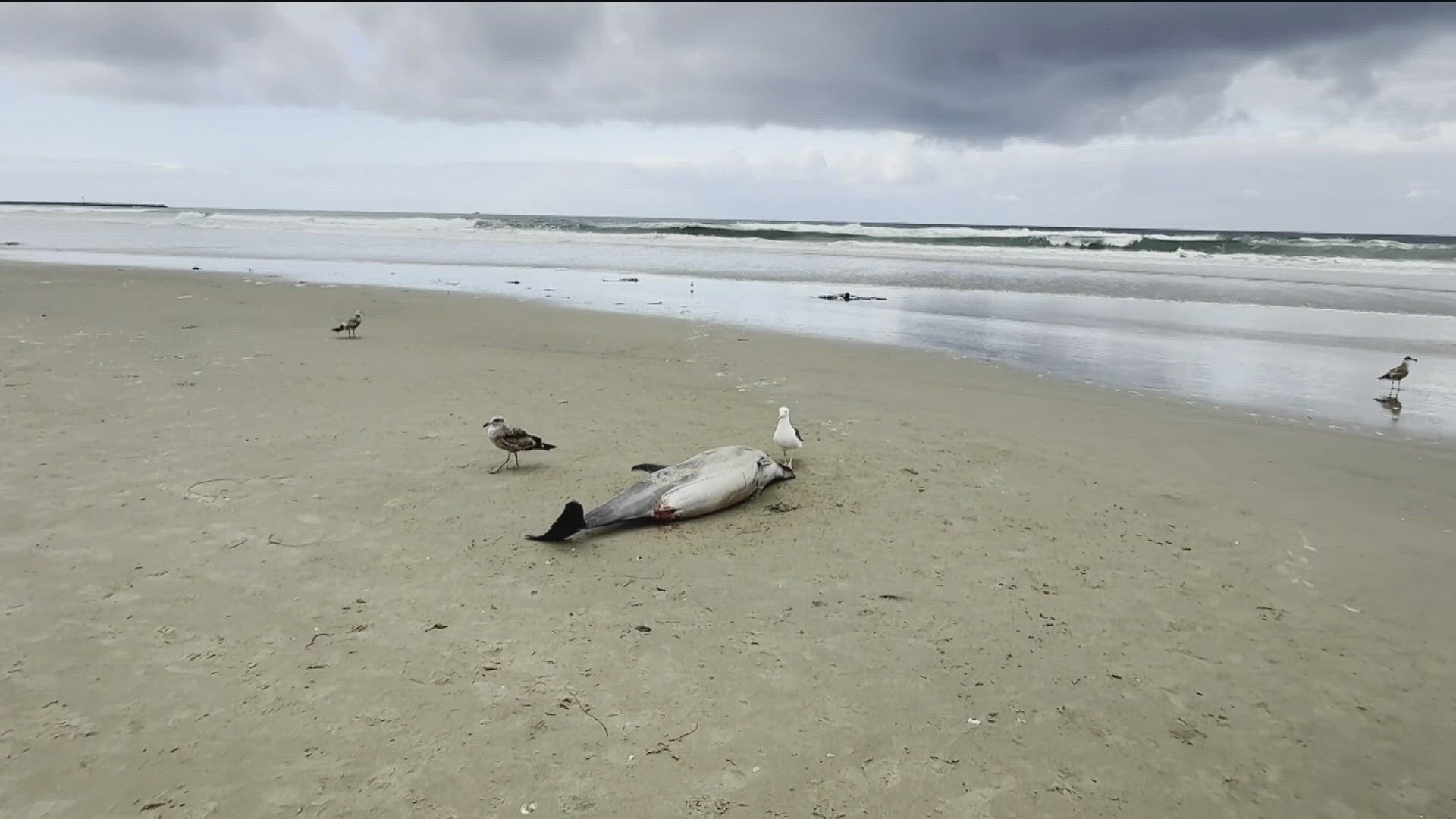 Several dolphin deaths in San Diego possibly linked to algae blooms ...