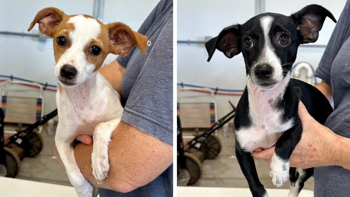 Orphaned dogs from Maui head to San Diego airport | cbs8.com