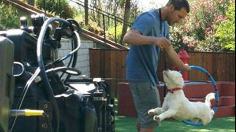 22 dogs will get lucky on new CBS television show | cbs8.com