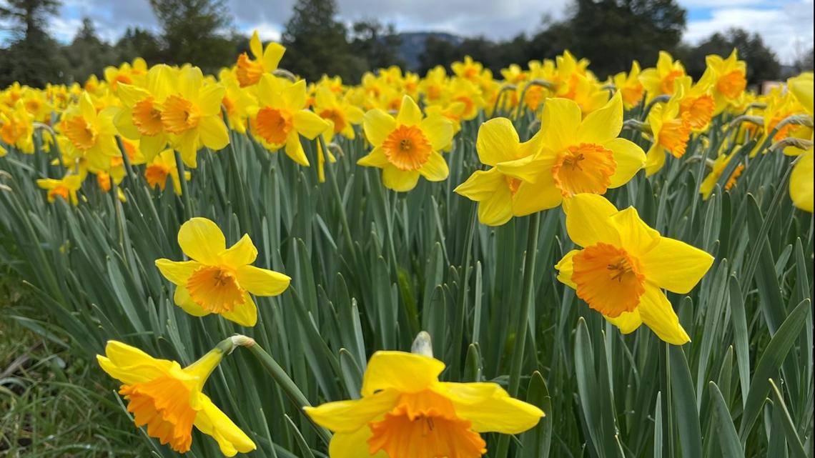 Explore U-pick Daffodil Festival at Julian Farm March 7 | cbs8.com