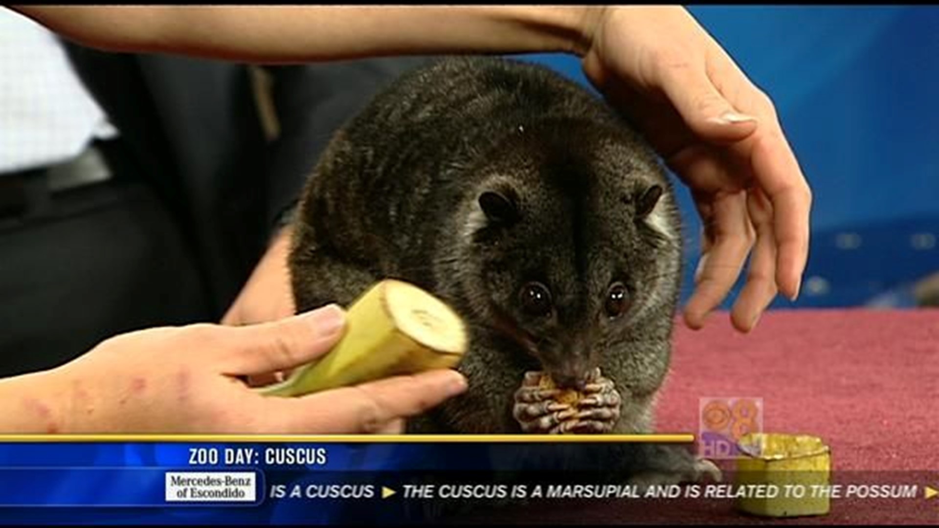 Zoo Day: Cuscus | cbs8.com
