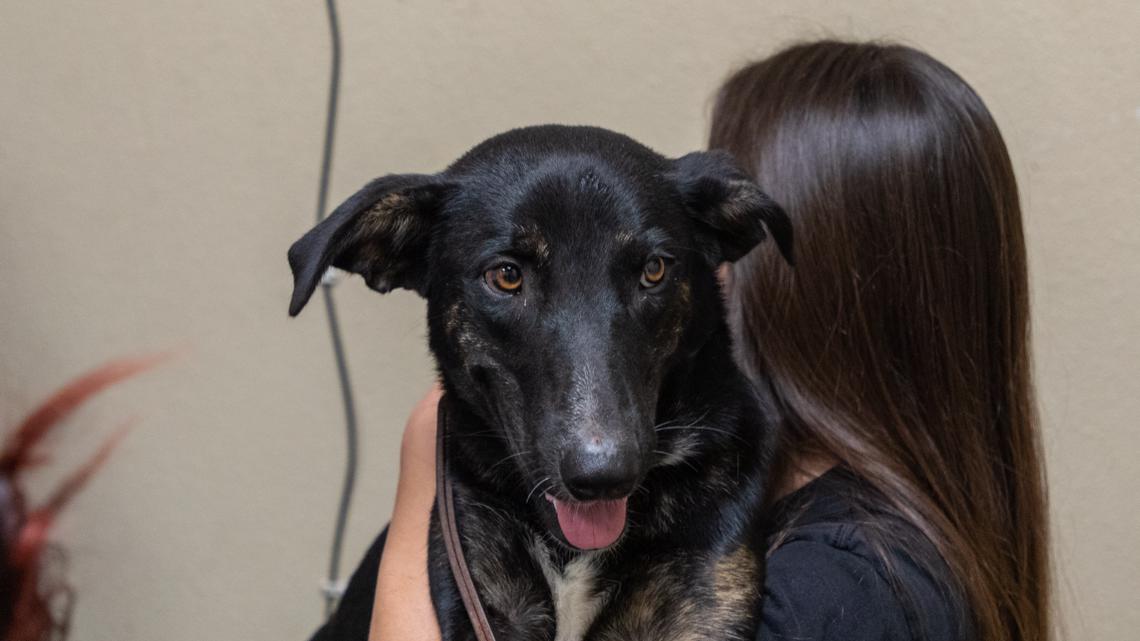 Baja Californian dogs at Oceanside SDHS ready for adoption | cbs8.com