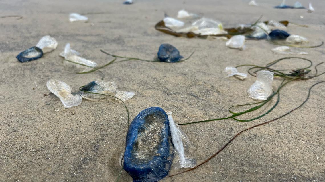 What are the clear, blue things on San Diego beaches? | cbs8.com