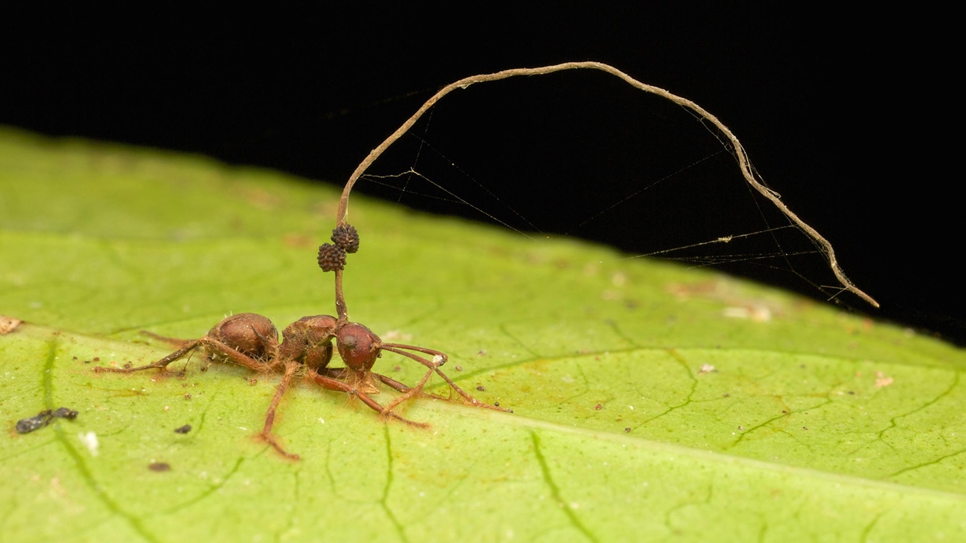 Is the Cordyceps fungus in 'The Last of Us' a threat to humans? | cbs8.com