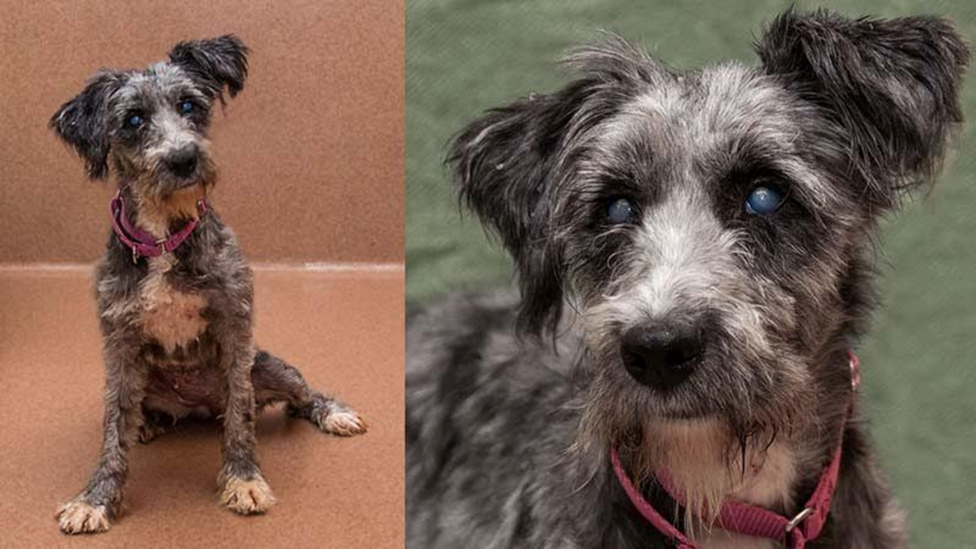Wednesday: Sweet and friendly Schnauzer mix | cbs8.com